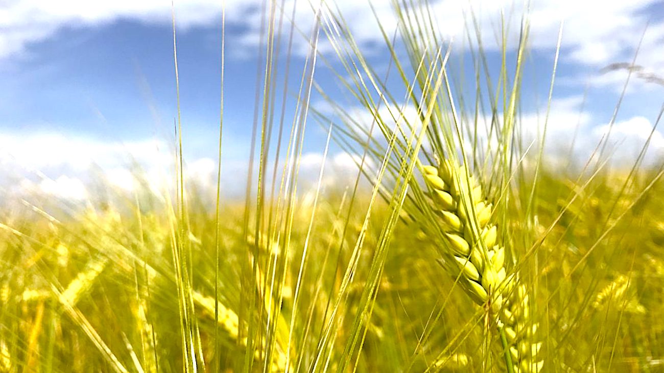 Orge sans carbone : la Marne teste une culture plus écologique